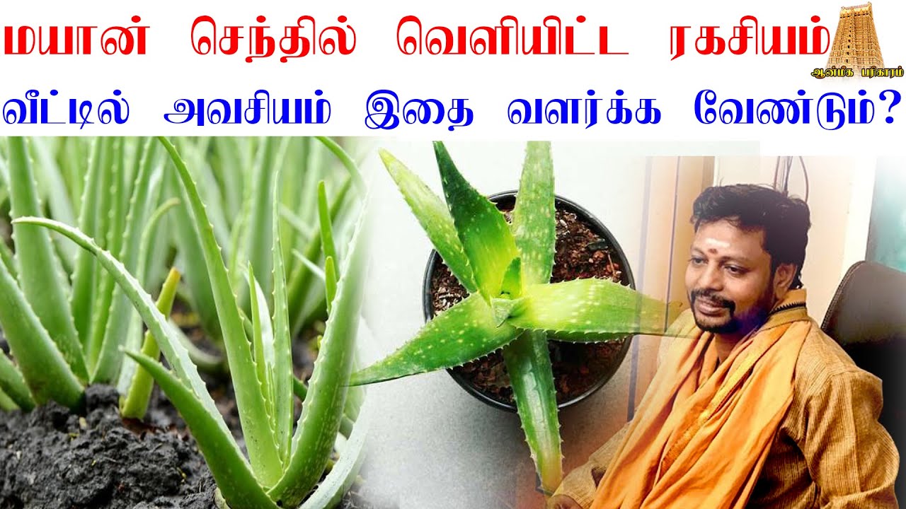 வீட்டில் அவசியம் கற்றாழை வளர்க்க வேண்டும் |how to grow katralai or ...