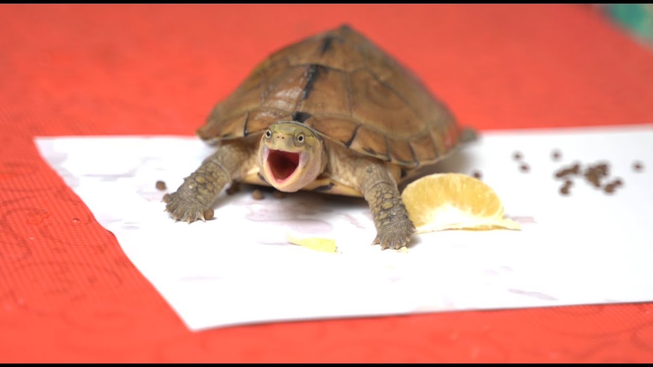 ASMR eating-Yawning turtle-cute pet - YouTube