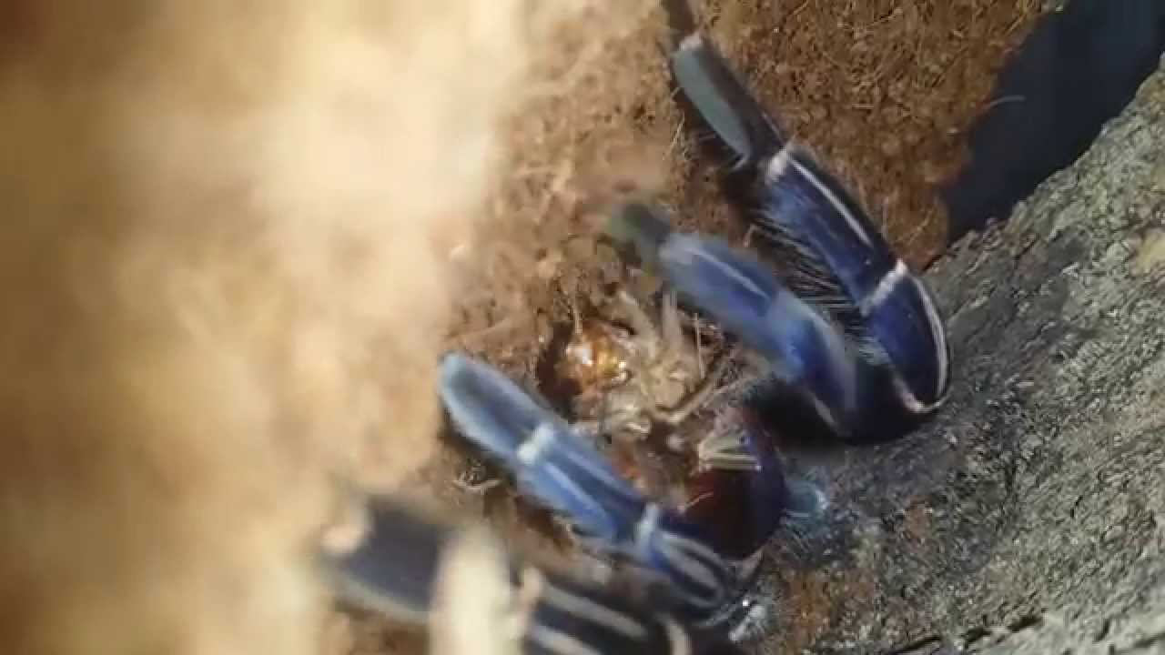 youView Tarantulas - A.Seemani (fresh molt. FEEDING) - YouTube