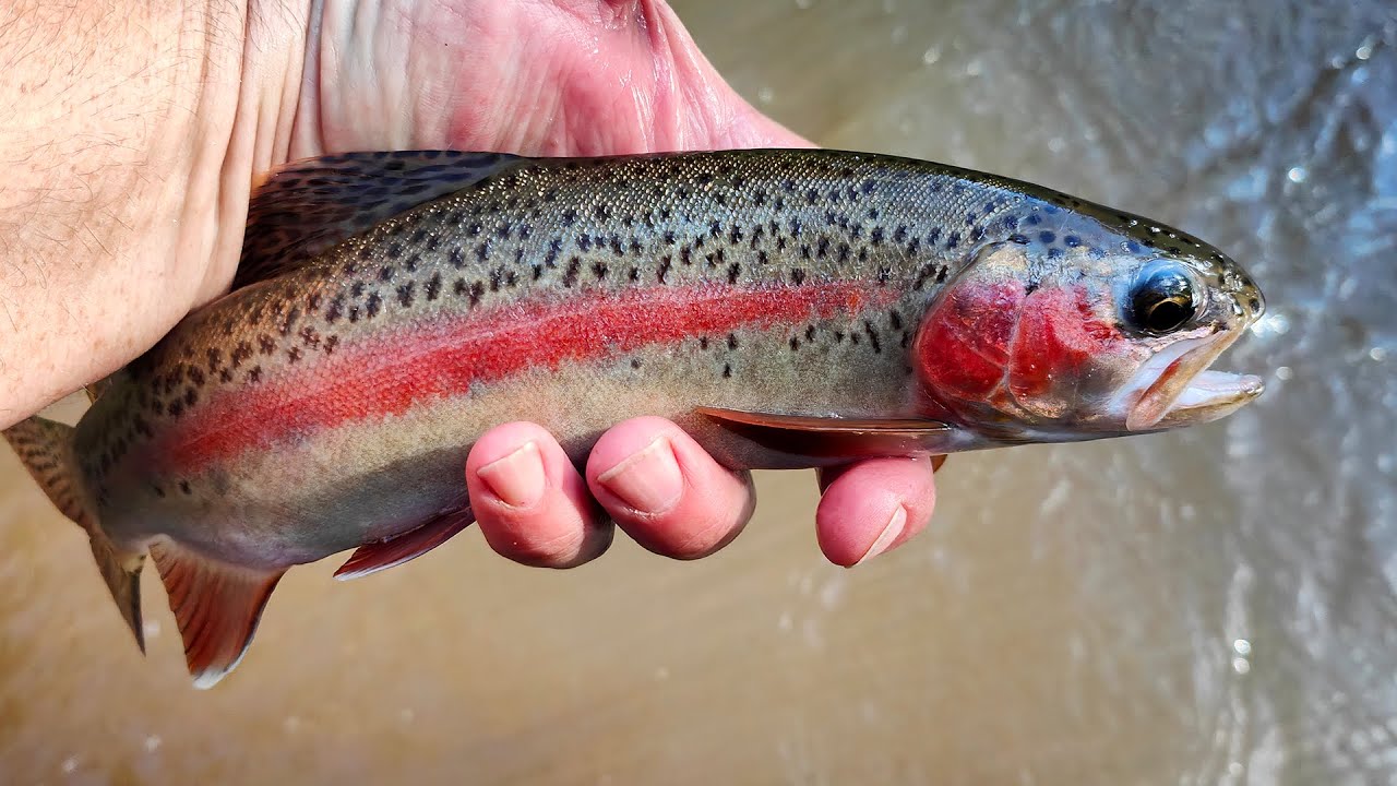 Trout Fishing: Trout Triggered By The Rain - YouTube