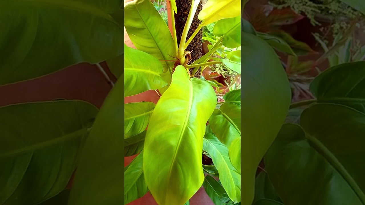 Philodendron Ceylon Golden Plant | Philodendron vines | Indoor plants ...