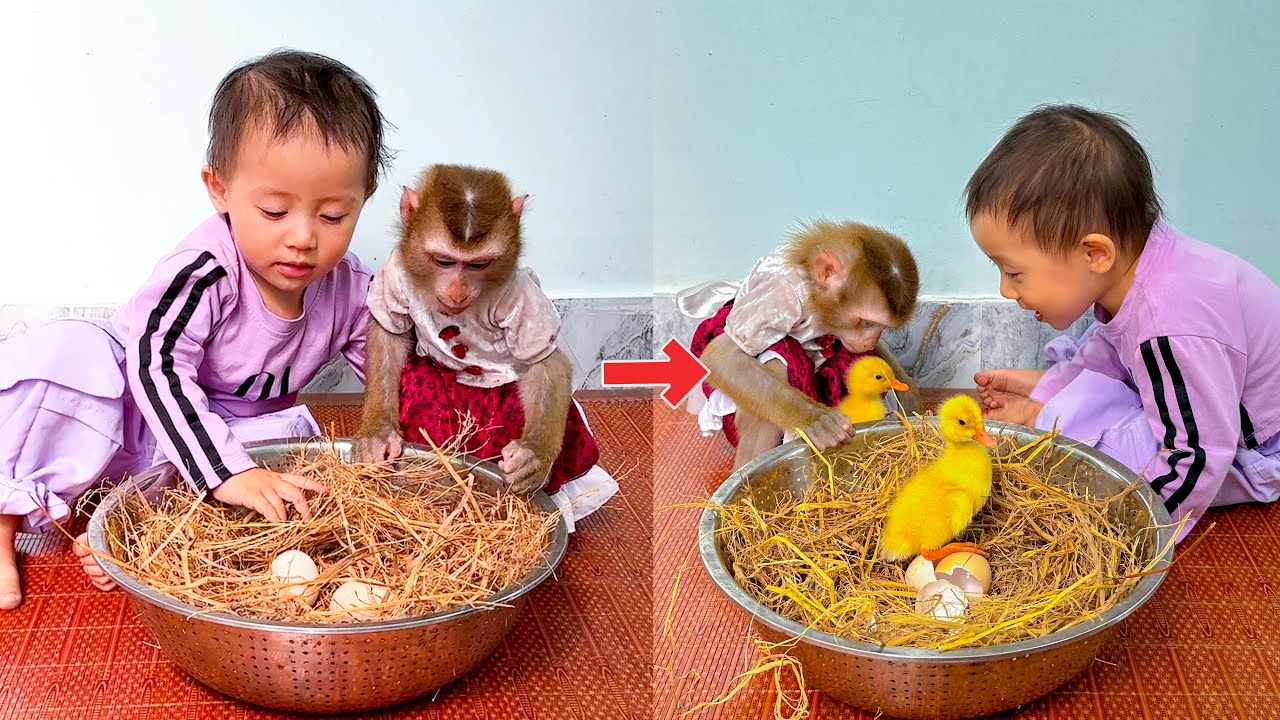 Monkey Kaka and Diem are surprised at the development of the eggs - YouTube