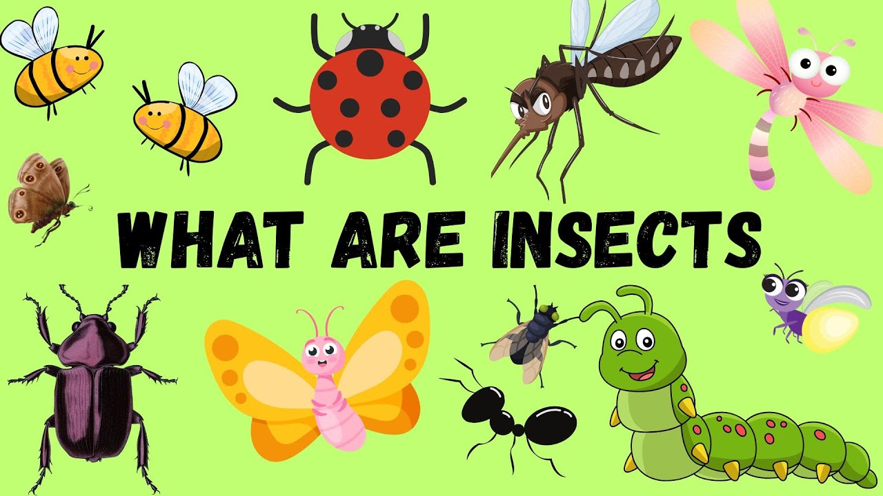 What Are Insects? | Fun Facts for Kids | Best educational video for ...