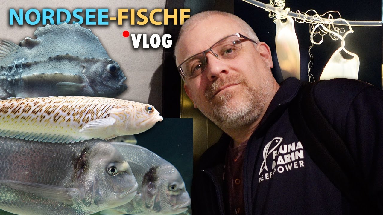 Claude und Alex nehmen dich in diesem VLOG mit ins Nordsoenaquarium in ...
