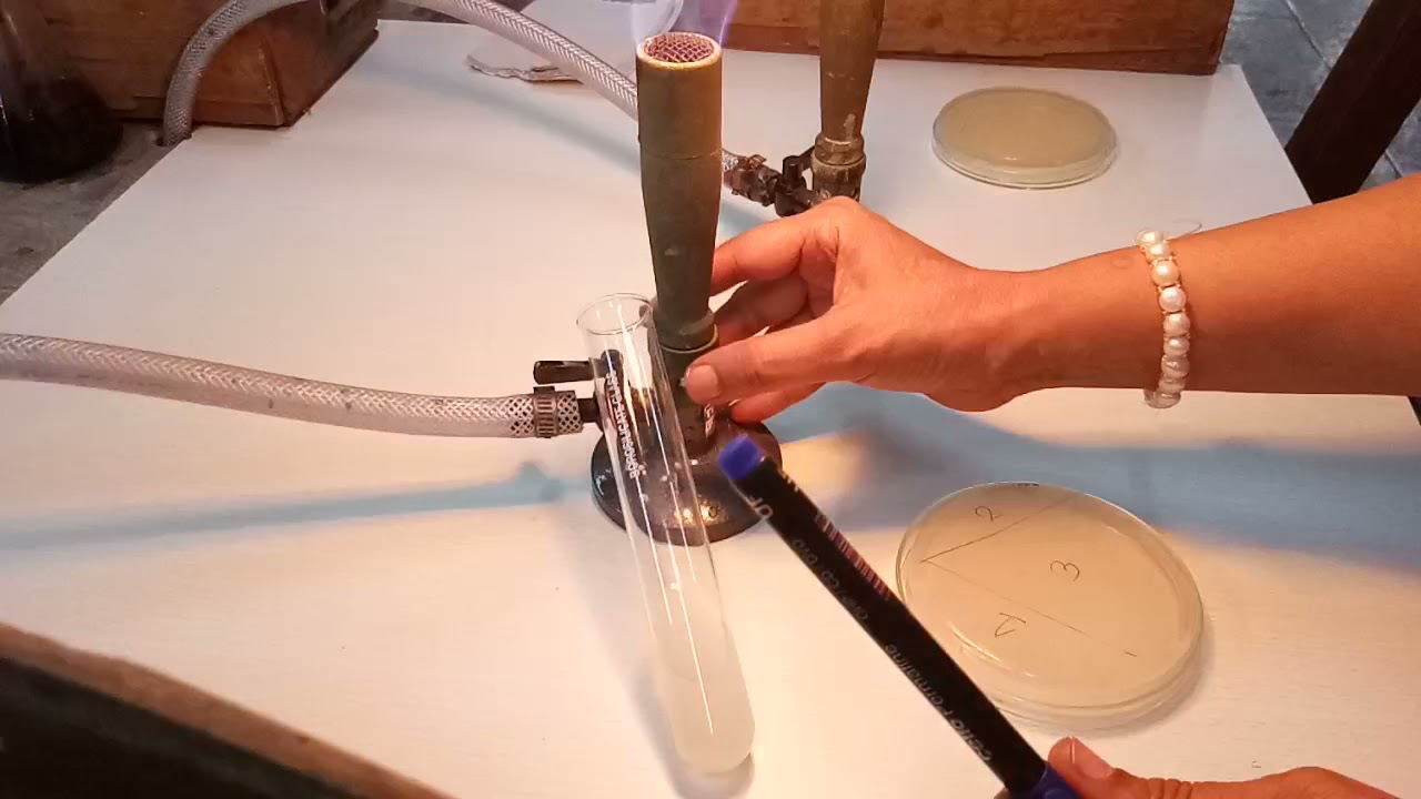 Microbiology Sem 3 Paper 301 Prac ISOLATION OF YEAST EP 13 - YouTube