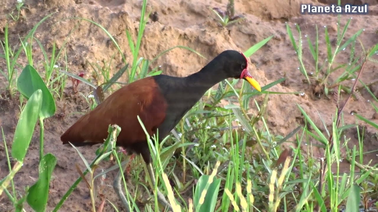 Canto da Ave Jaçanã, Gravado no Pantanal Matogrossense - YouTube