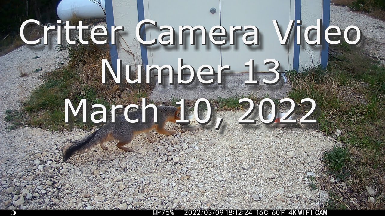Critter Camera Video 13 March 10, 2022 in 4K #CritterCamera # ...