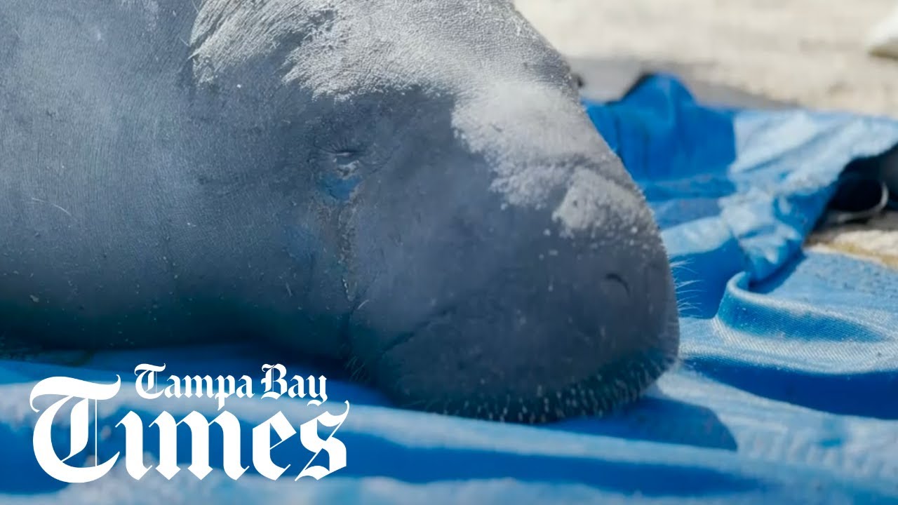 Rehabilitated manatee released in Florida - YouTube