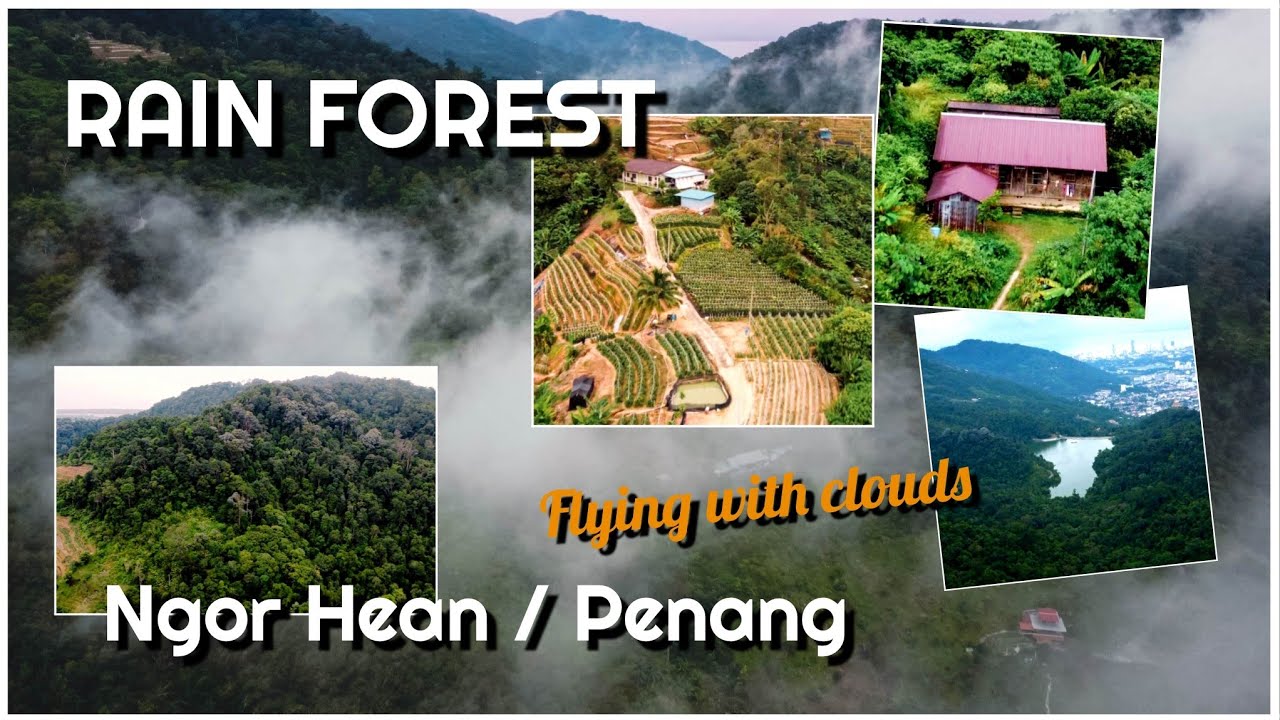[4K] Ngor Hean Hill A Hiking Trail Must Try in Penang Rain Forest ...