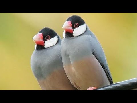 Java finches care and breeding explained - YouTube