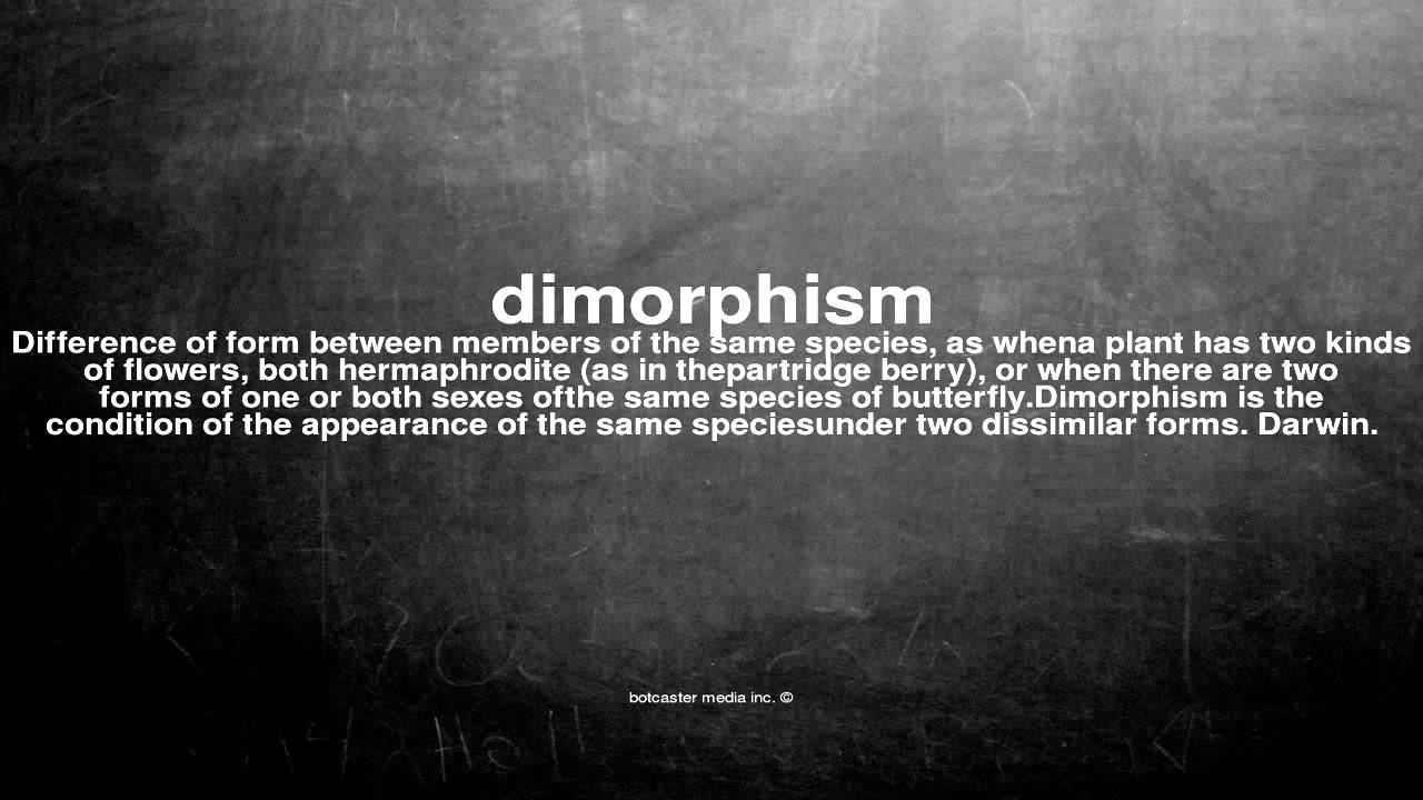 What does dimorphism mean - YouTube