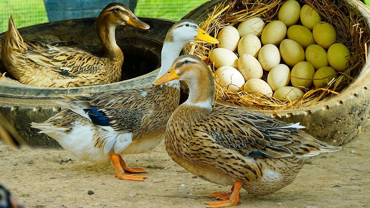Sampov Duck Breeding With Muscovy Duck Hatching | Duck Breeding | Duck ...
