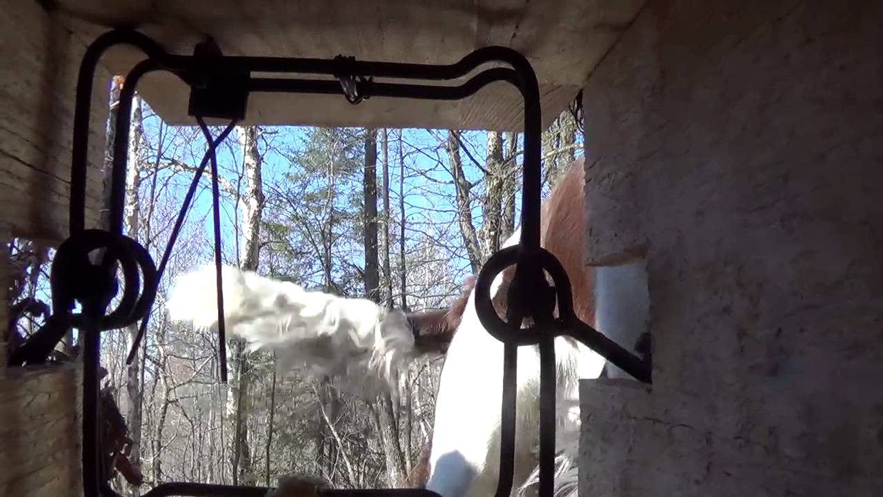 Body grip trap at work - YouTube