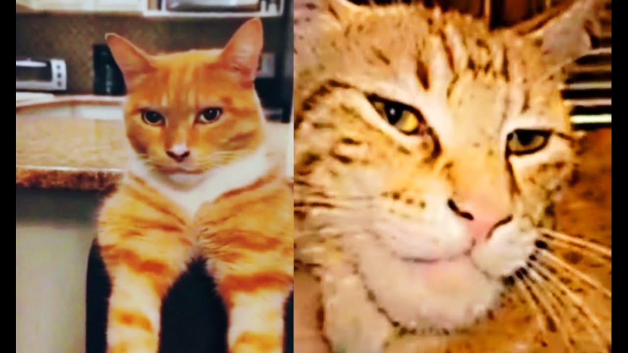 bye bye cat mewing sigma - YouTube