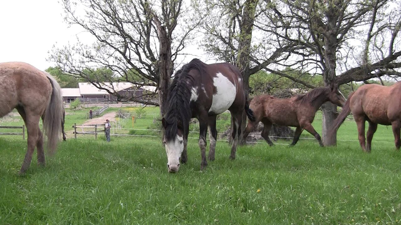 Pasture Horses: Running Out - YouTube