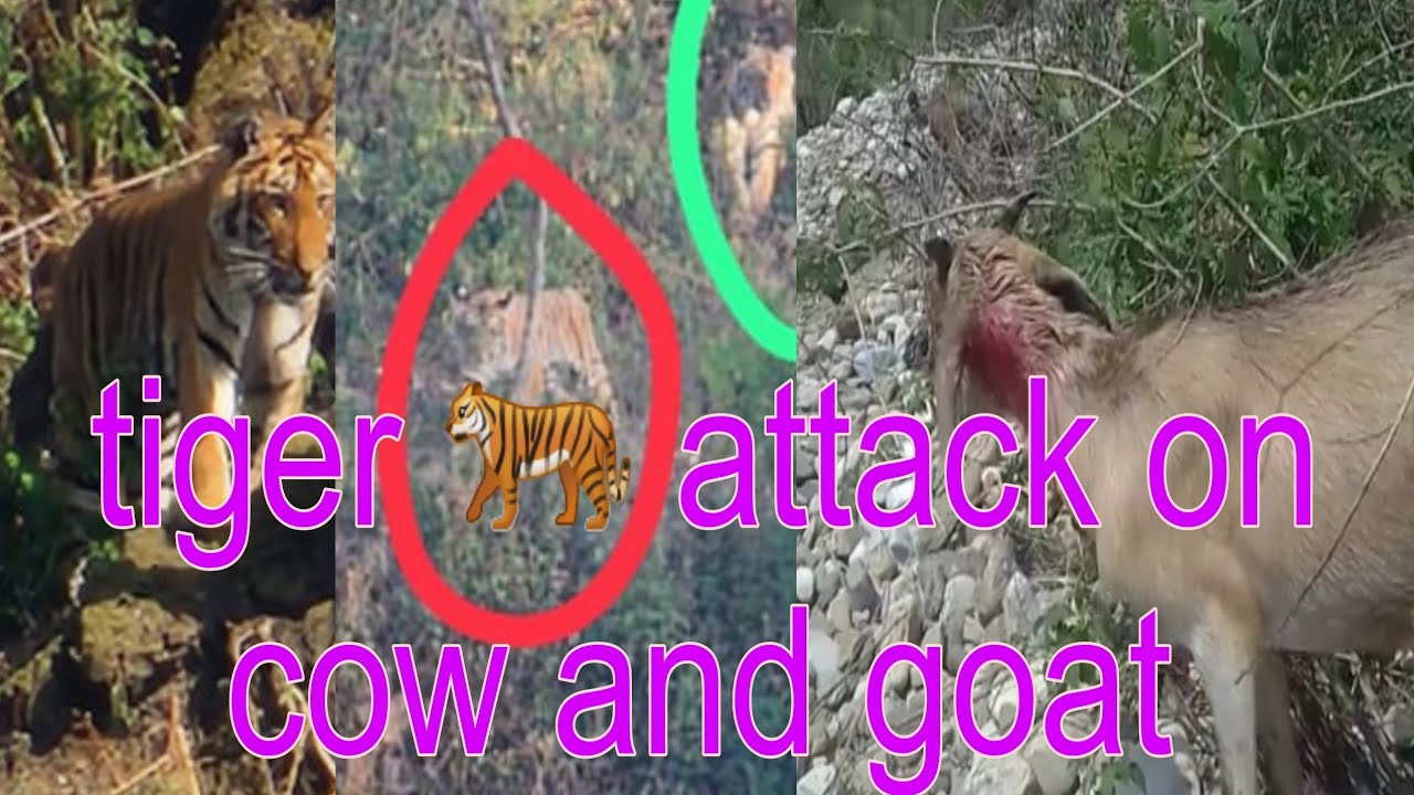 tiger 🐅 attack on cow and Goat Uttarakhand pauri ghrwal rikhnikhal ...