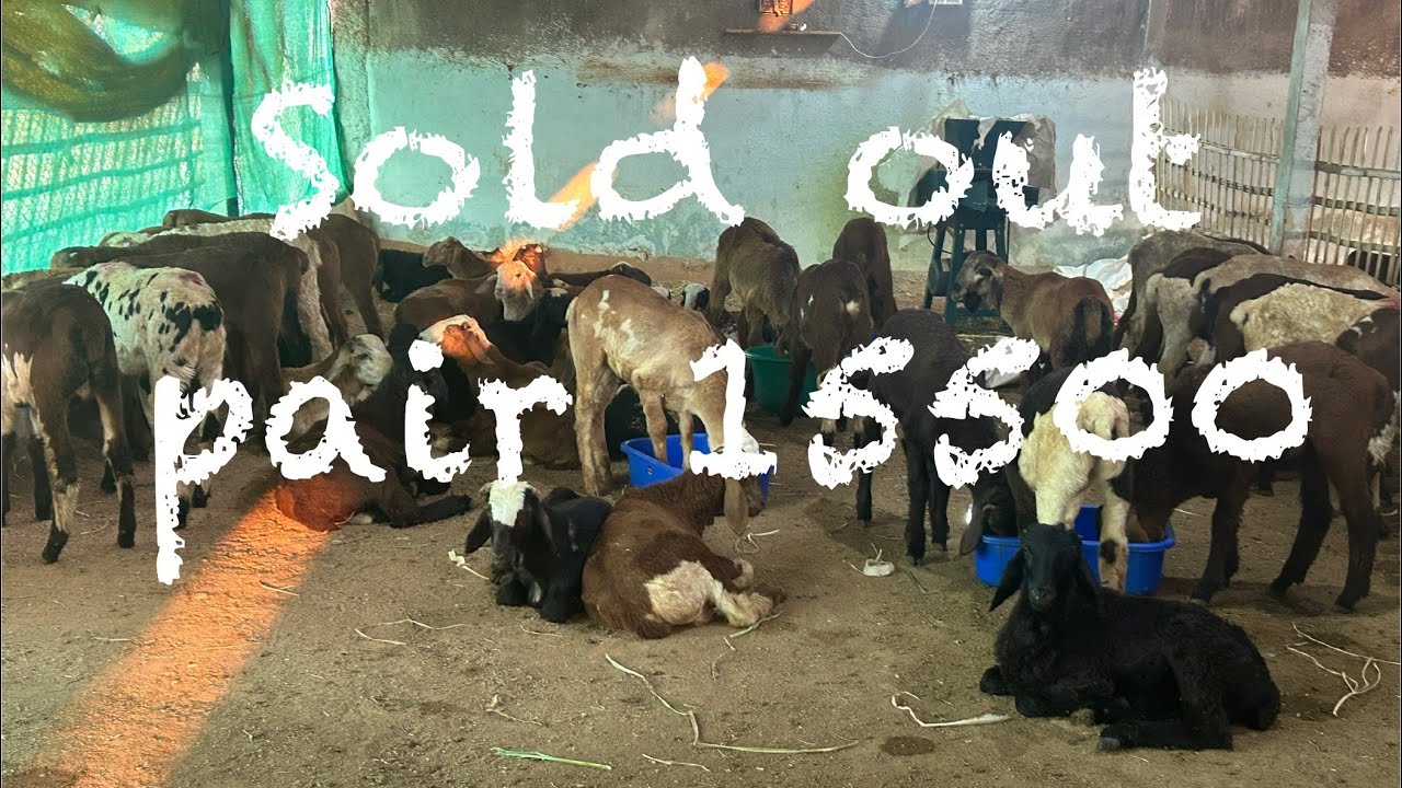 Telangana potelu @sold out today 14/03/25 pair 15500 contact on ...