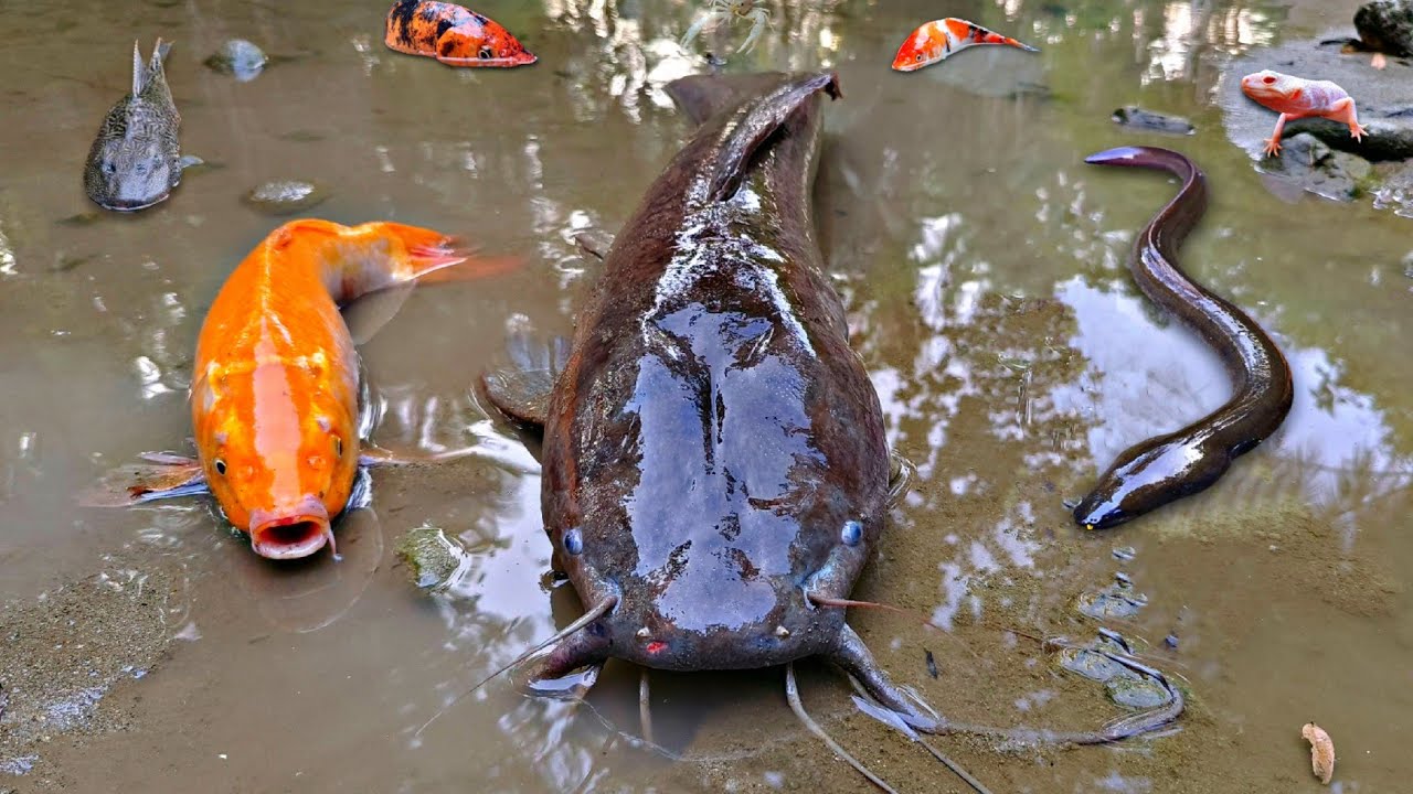 So Amazing. Catching Colorful Betta Fish In The River, Catfish ...