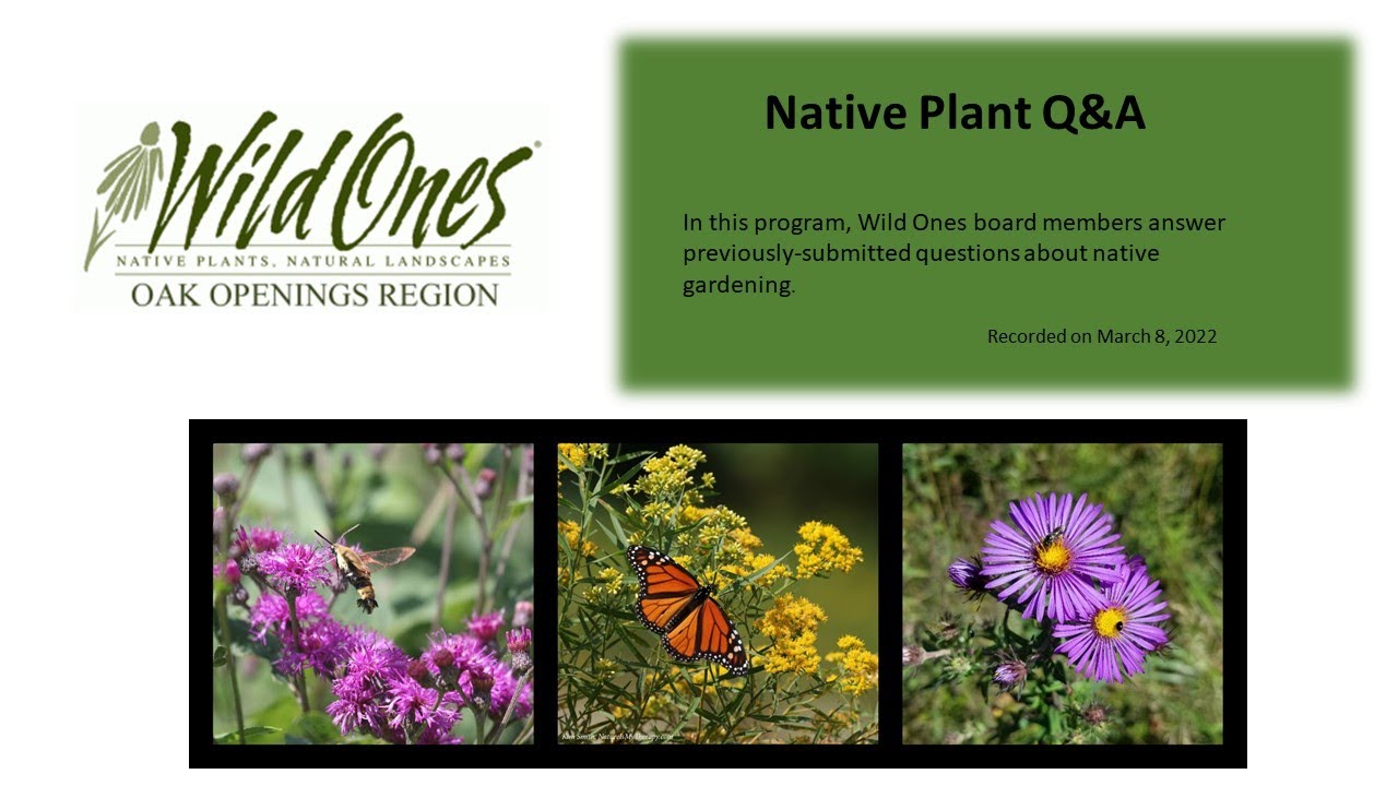 Wild Ones - Native Plant Q&A - YouTube