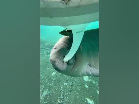 Baby manatee plays with paddle board fins! - YouTube