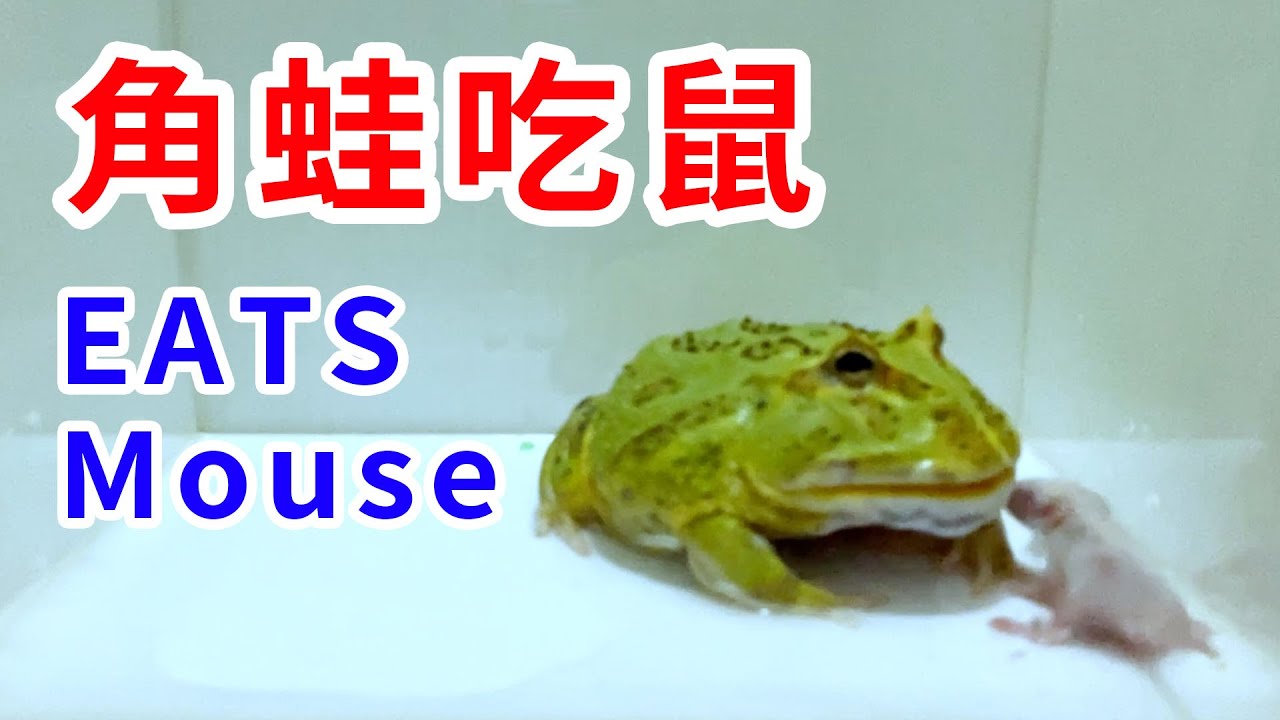 Pacman Frog's Impressive Appetite: Devouring a Mouse 角蛙令人印象深刻的胃口：吞噬一隻老鼠 ...