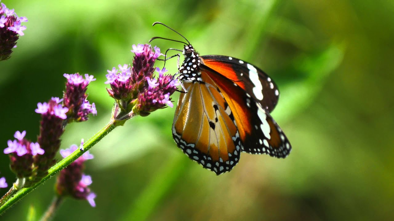 Lesser Wanderer (Danaus petilia, formerly Danaus chrysippus petilia ...