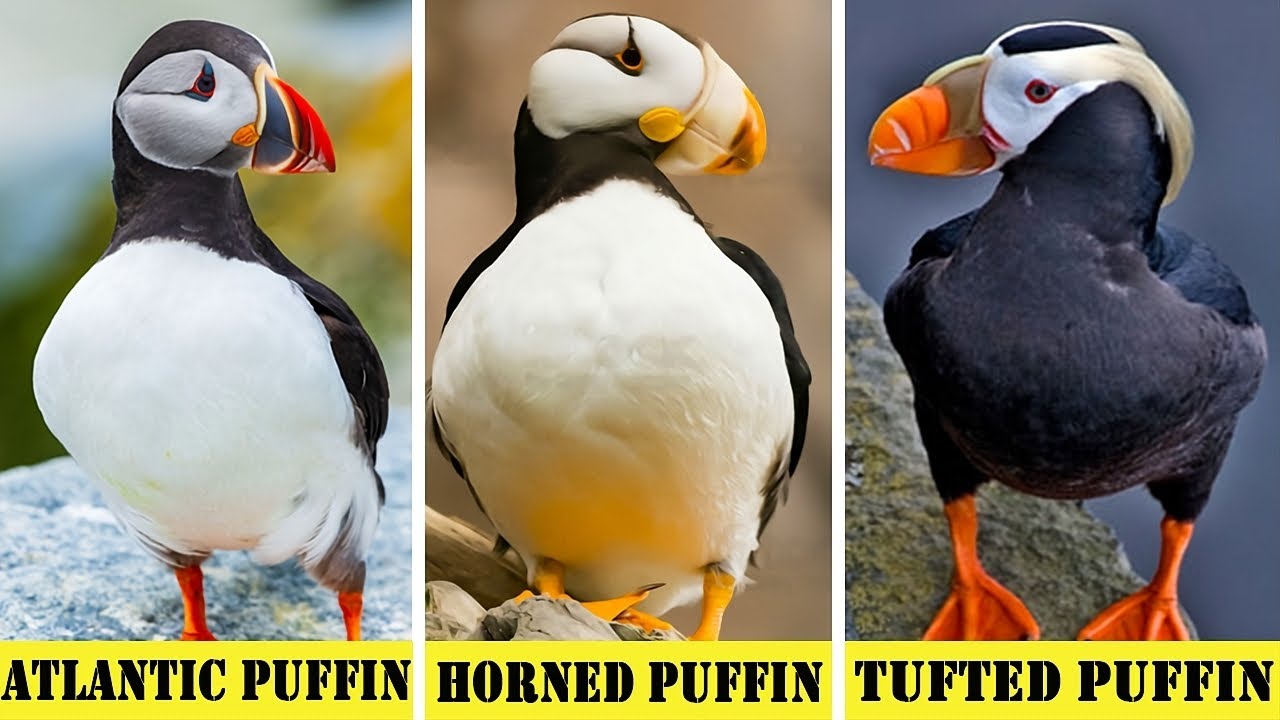 3 Differert Types Of Puffins Birds - YouTube