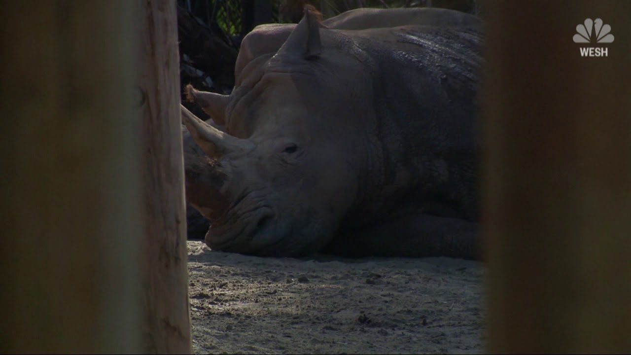 Toddler injured after falling into Rhino pit - YouTube