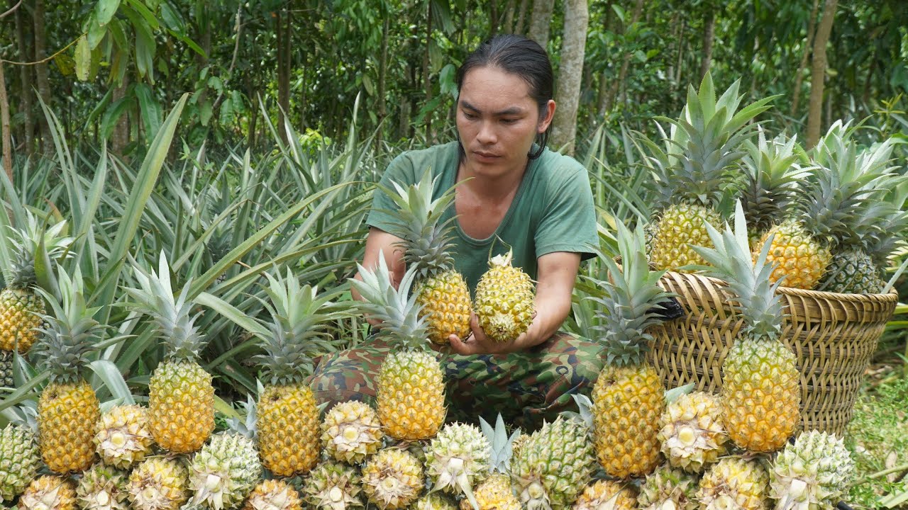 Harvest, pineapple garden, bring to the market to sell, take care of cute dogs, farm life - YouTube