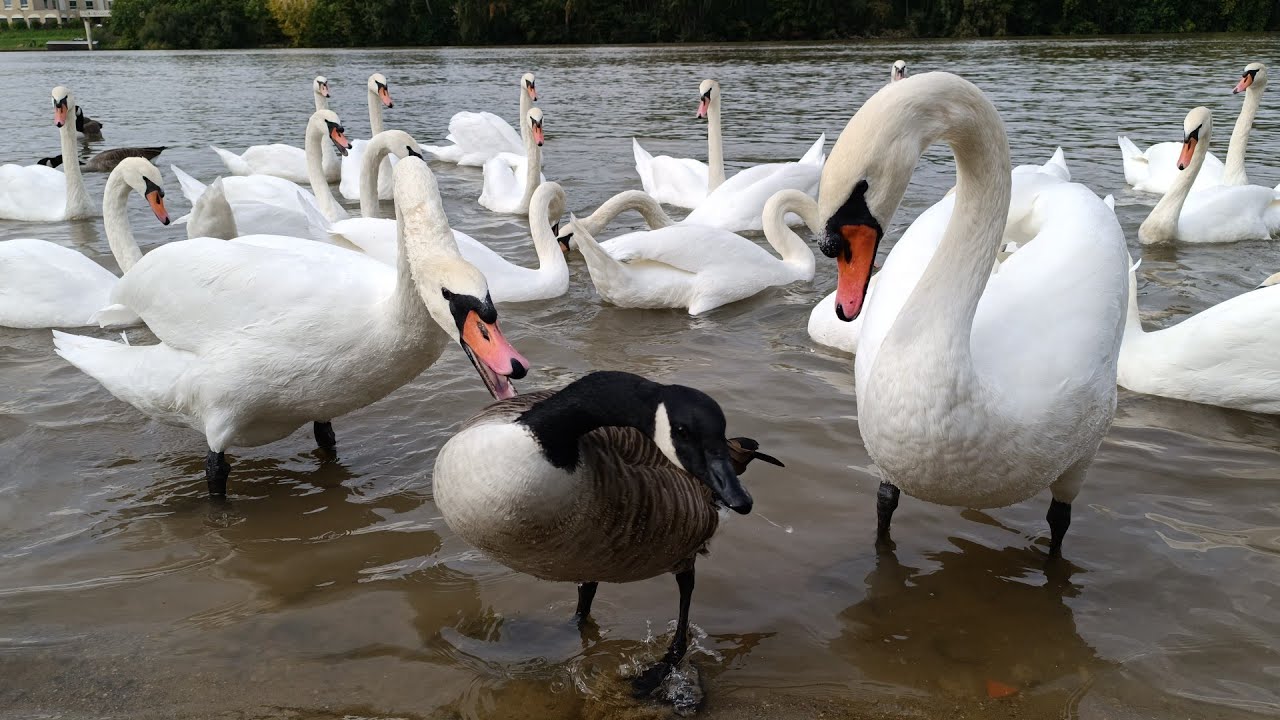 Hungry Swans and Canada Goose Vocalizing Together | Natural Bird Sounds ...