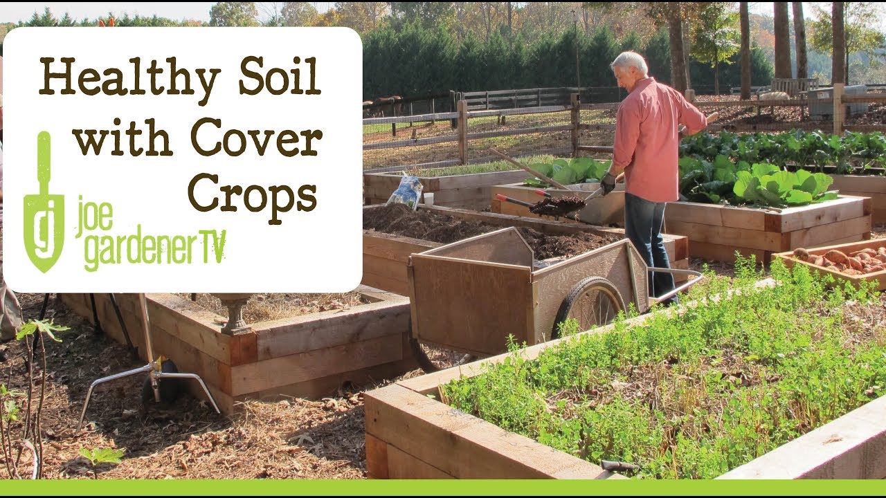 How to Improve Soil Using Cover Crops - YouTube