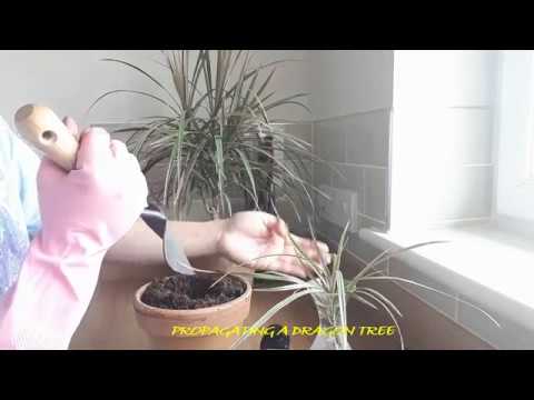 How to propagate a Dragon Tree | Dracaena Marginata - YouTube