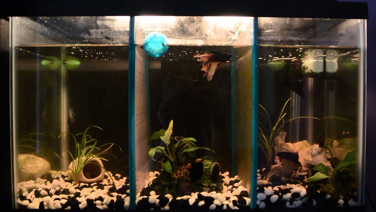 Ten gallon split betta tank - YouTube