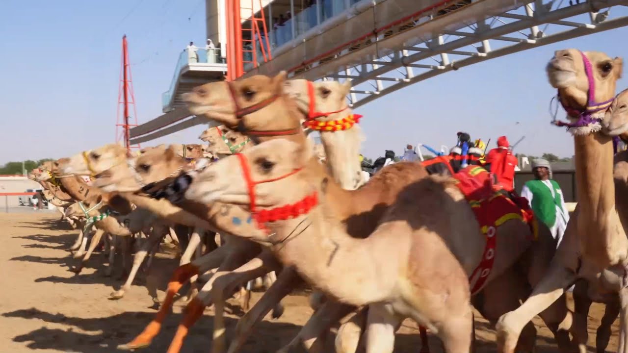 Camel racing Dubai 2024 - YouTube