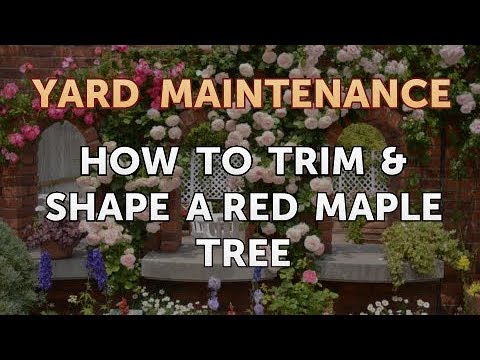 How to Trim & Shape a Red Maple Tree - YouTube