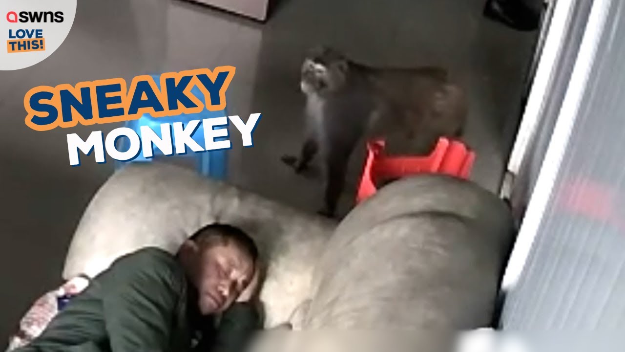 Sneaky monkey breaks in and steals fruit without waking man 🍎🙊 | LOVE THIS! - YouTube