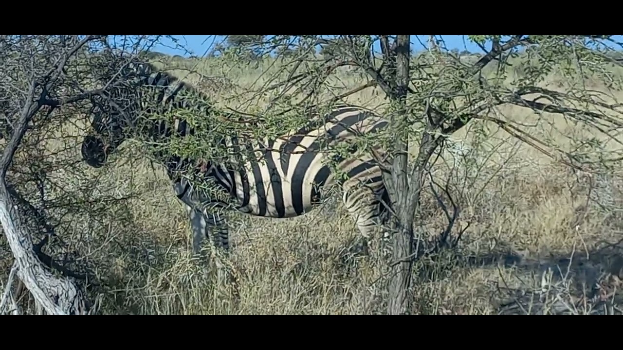 Zebra hiding - YouTube
