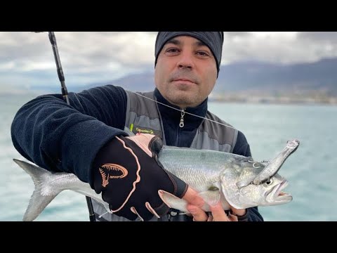 Rüzgarlı, Yağmurlu ve Patlak Havada Panic Prey V2 İle Harika Yakala/Bırak Lüfer (Bluefish) Avları...