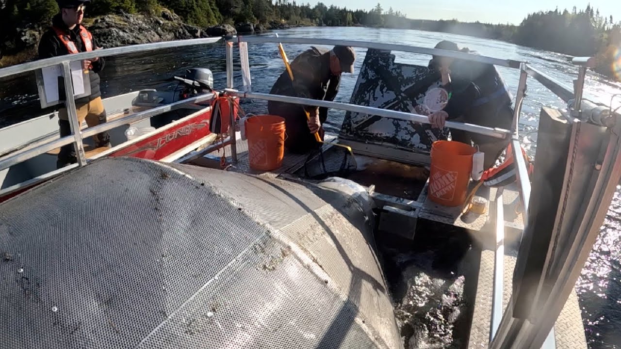 This smolt wheel is like a weigh station for young salmon. Get a ...