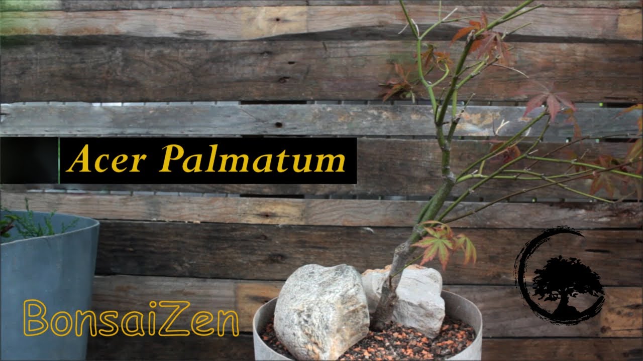 how to Acer Palmatum rescue\salvando Acer Palmatum - YouTube