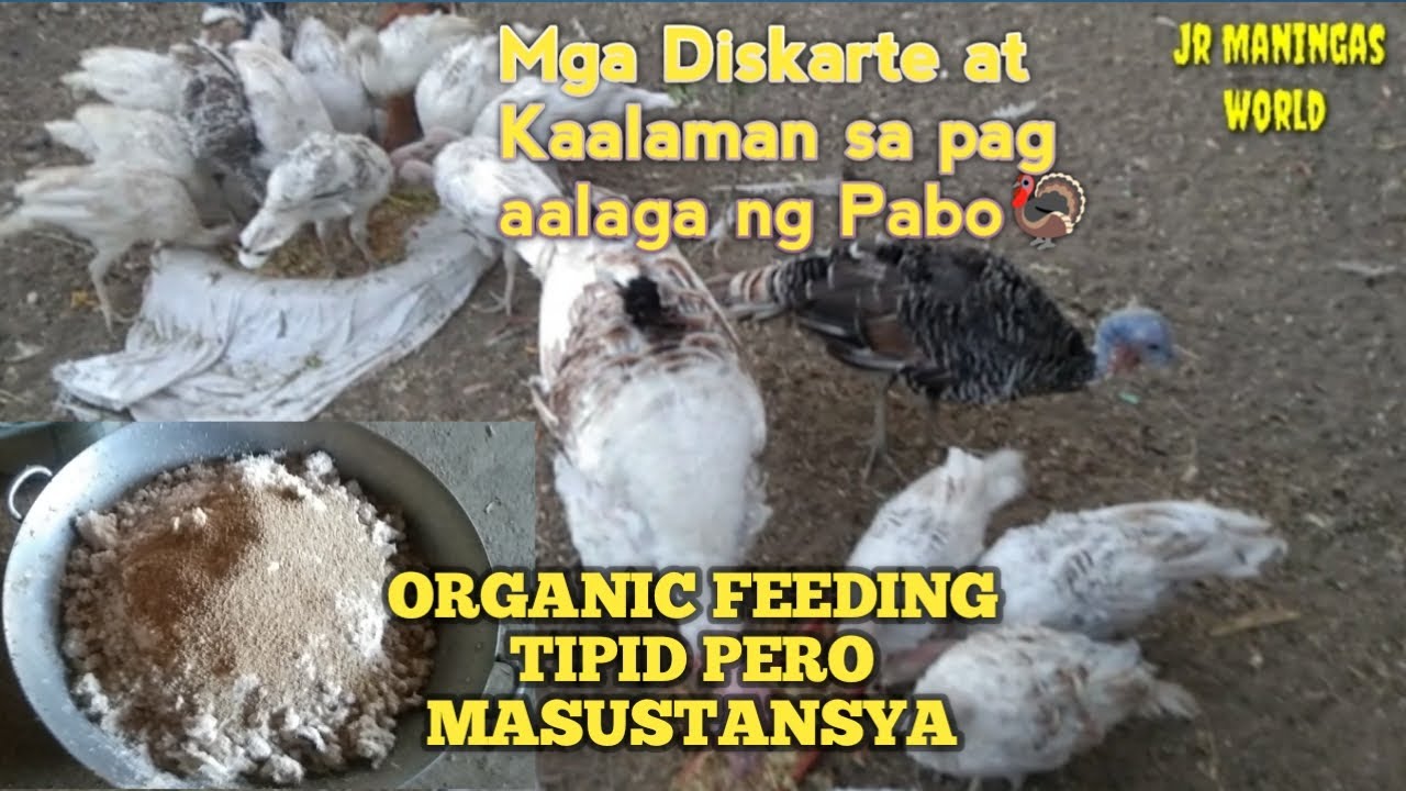 🦃 PAANO MAG ALAGA NG PABO 🦃 PAANO MAKA TIPID SA PAGKAIN NG PABO 🦃 ...
