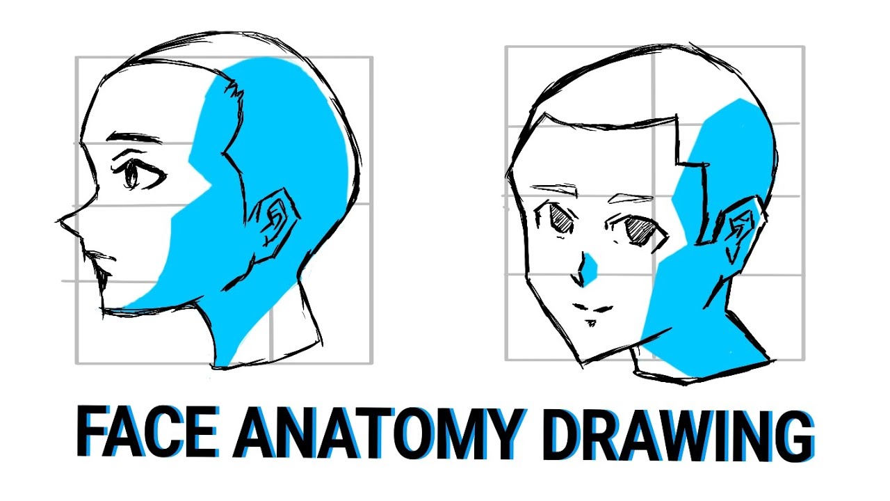 How to Draw Easy Face Anatomy For Beginners || Easy Anatomy Study - YouTube