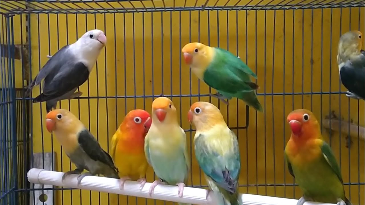 Lovebird Opaline Euwing Parblue Opaline Euwing pale Falo Opaline Aqua # ...