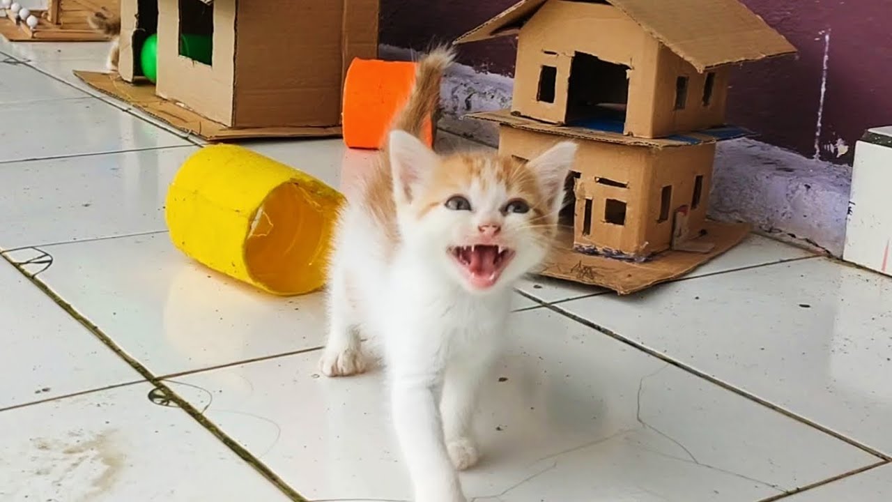 Funny Cats and Kittens Meowing Compilation - meowing 18 - YouTube