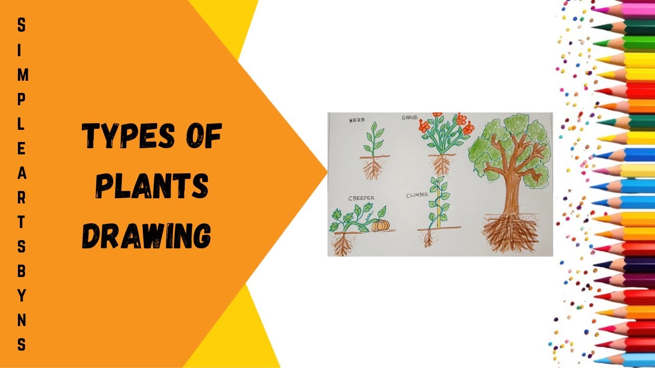 TYPES OF PLANTS DRAWING - YouTube