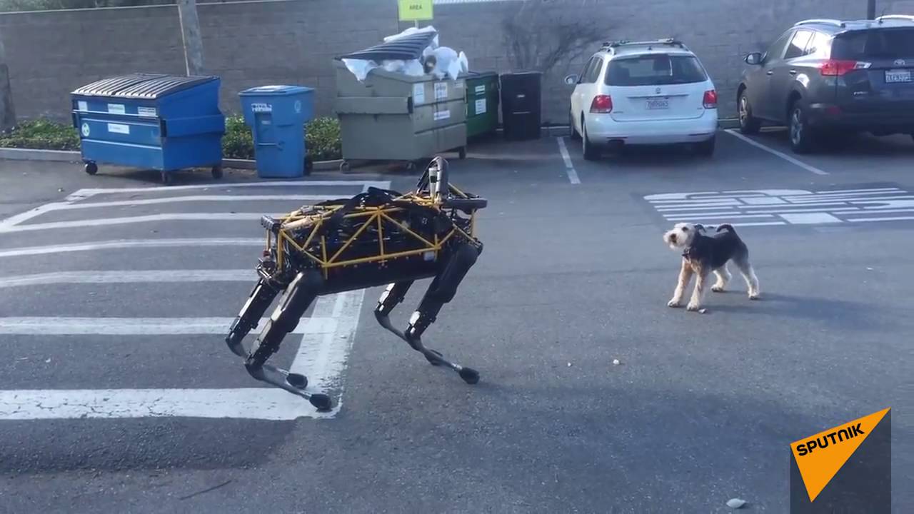 Real Dog Meets Boston Dynamics Robot Dog for First Time - YouTube