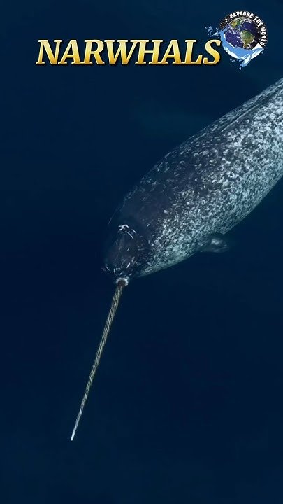 "Majestic Narwhals'' - YouTube