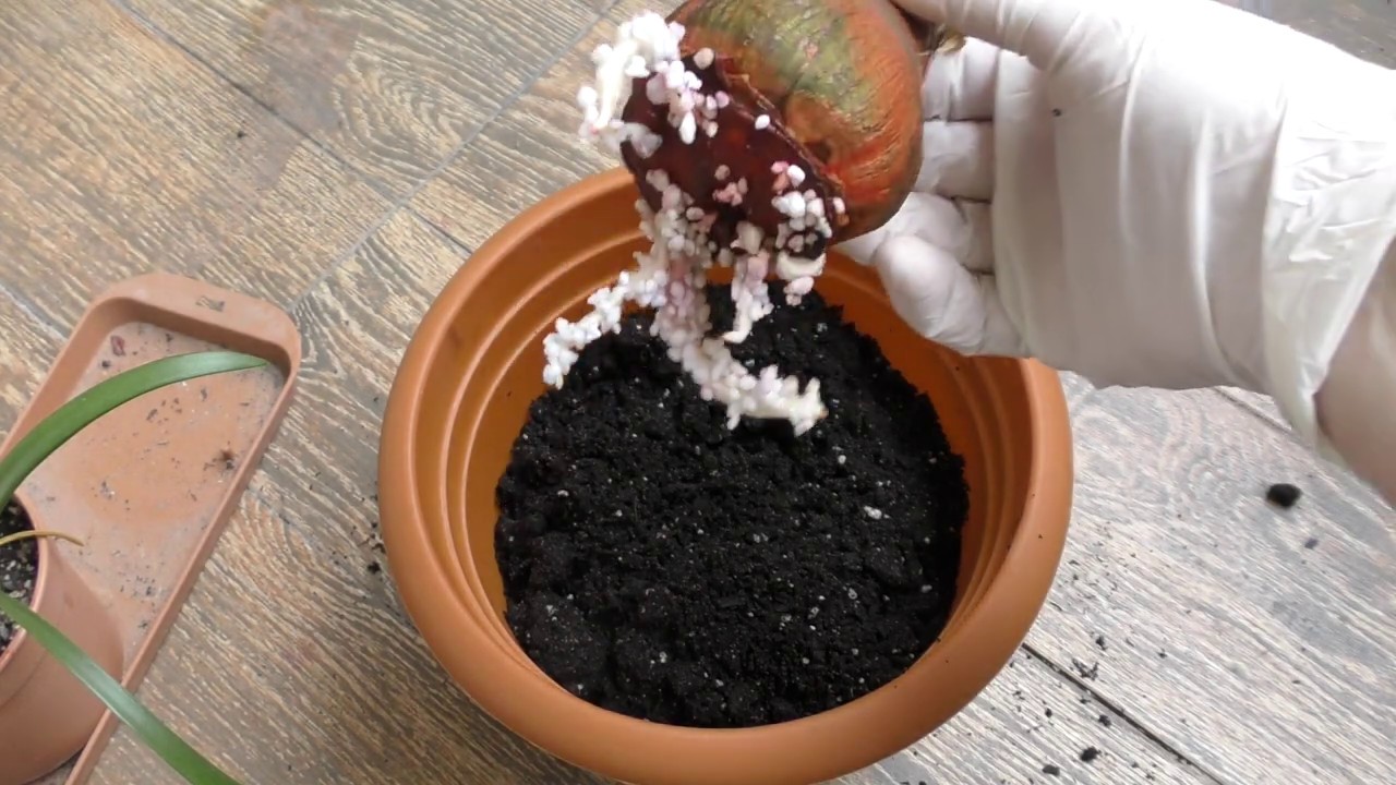 Potting bulbs with removed extra long bit of basal plate - YouTube