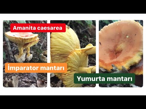 YUMURTA MANTARI Amanita caesarea
