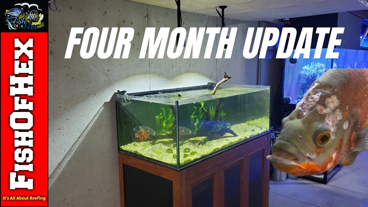 Rescue Oscar Fish Health Update | Hole in the Head Disease - YouTube